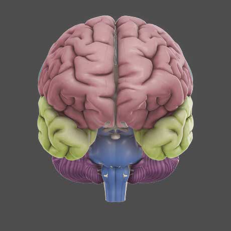 3D Brain - DNA Learning Center