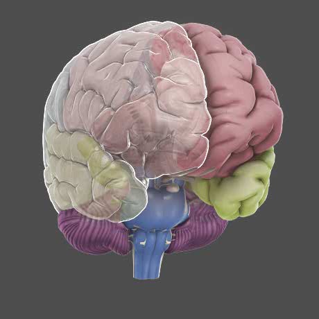 Brain Anatomy Interactive