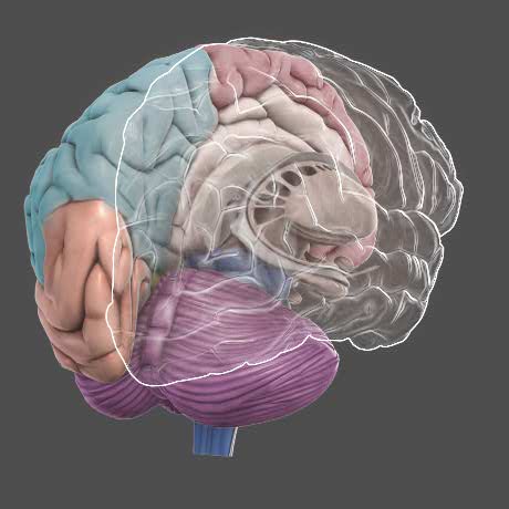 3D Brain - DNA Learning Center