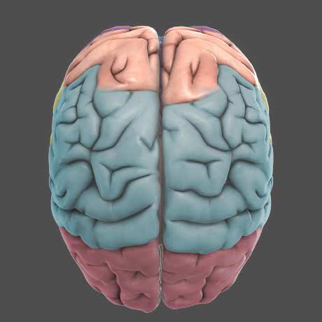 3D Brain - DNA Learning Center