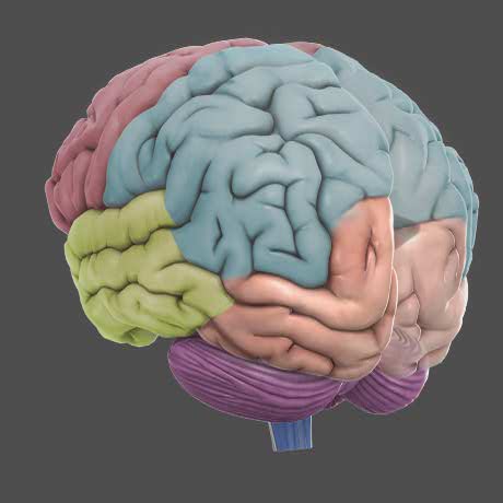 3D Brain - DNA Learning Center