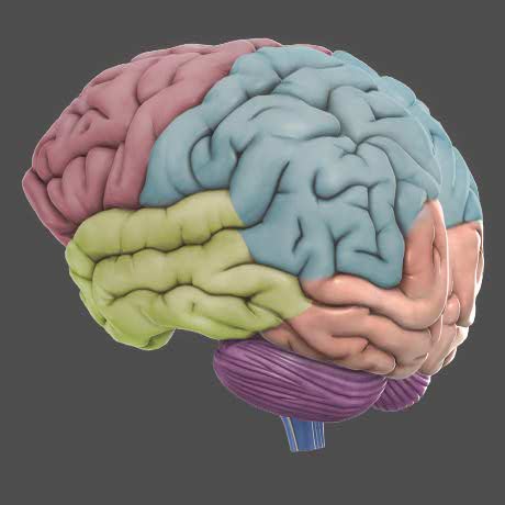 Ventricles Of The Brain 3d